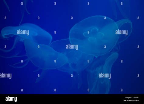 Jellyfish In The Deep Blue Water Stock Photo Alamy
