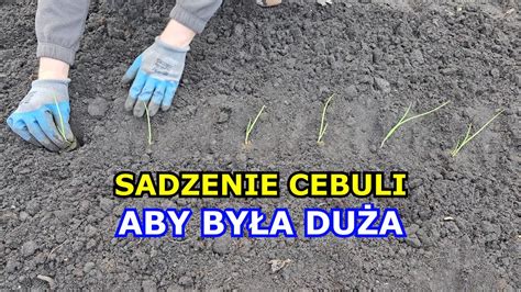 Sadzenie Cebuli w KWIETNIU aby była DUŻA Uprawa Cebuli z Rozsady