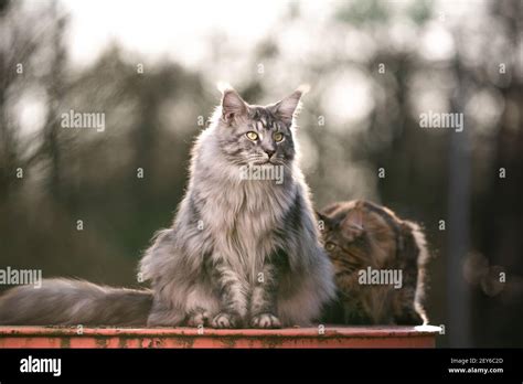 Two Maine Coon Cats Outdoors Together With Copy Space One Cat Is