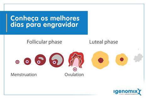 Calendário da ovulação Qual é o período fértil feminino BLOG NACE