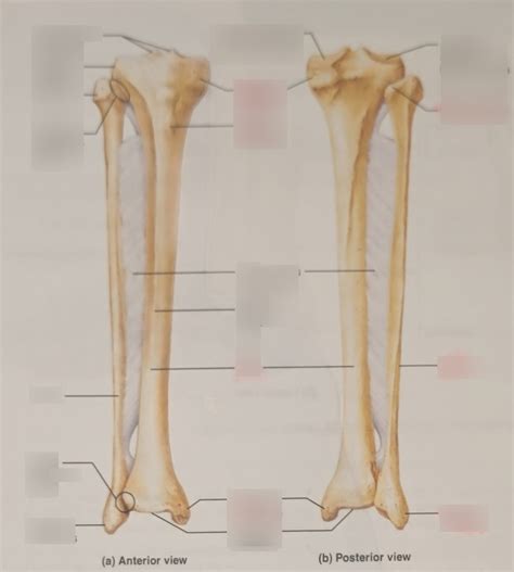 Biology Lab Tibia And Fibula Diagram Quizlet