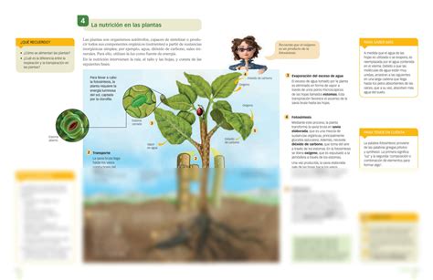 SOLUTION 6 Nutrici N De Las Plantas Studypool