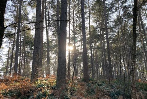 Farnham Heath Orange Trail Surrey Hills National Landscape