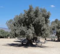 Ölbaum bibel de