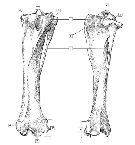 Tibia And Fibula Diagram Quizlet