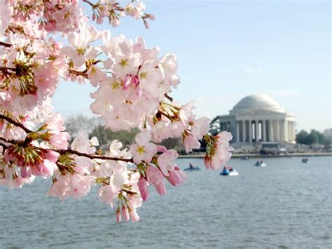 Descubriendo Washington D C En Primavera Los Imprescindibles En La