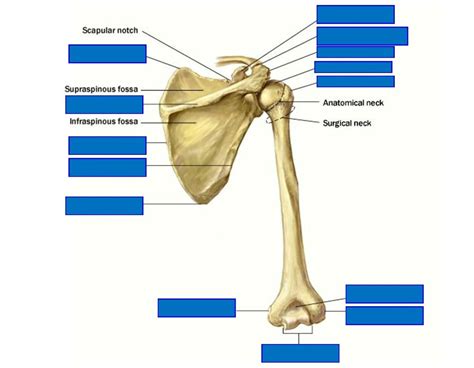 Posterior Scapula And Humerus Bones Diagram Quizlet