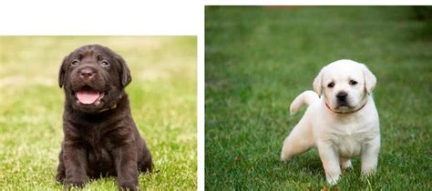 Labrador retriever las características y cuidados de la raza más querida