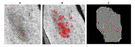 minutiae extraction before and after fft enhancement a minutiae download scientific diagram