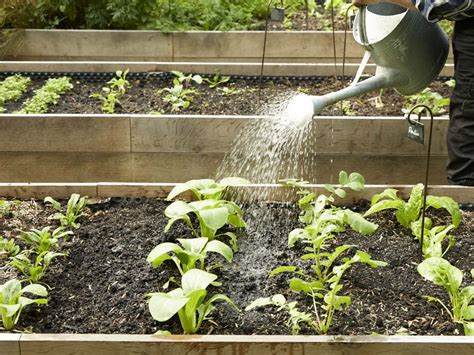 Créer un potager conseils et astuces de pro