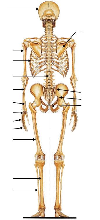 Skeletal System Posterior Diagram Quizlet