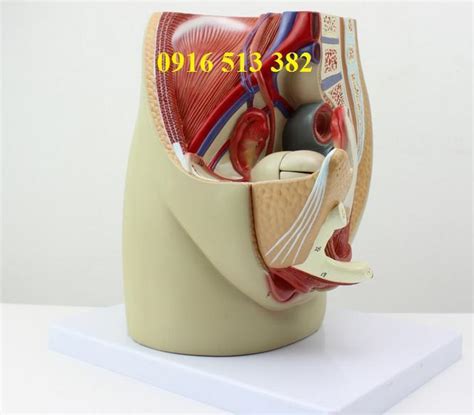 Mô hình giải phẫu khung chậu cơ quan sinh dục nữ Lazada vn