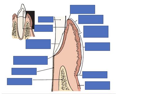 Identification The Periodontium Diagram Quizlet