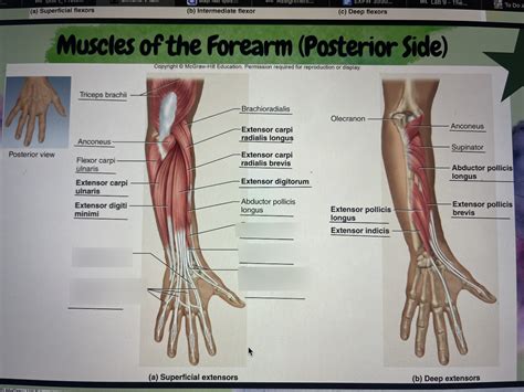 A P Lab Quiz Muscles Of The Forearm Posterior Diagram Quizlet