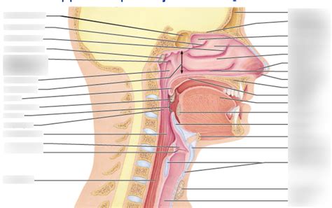 Upper Respiratory Tract Sagittal View Diagram Quizlet