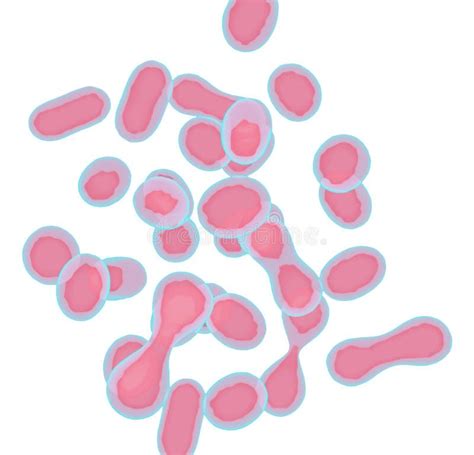 Multiplication And Cell Cycle Stock Illustration Illustration Of