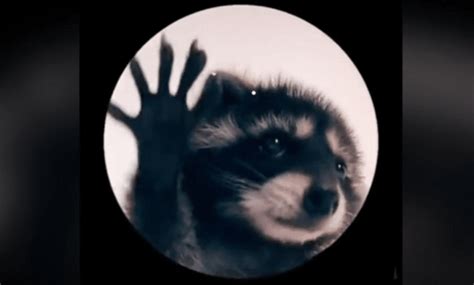 Pedro Pedro El origen del tierno mapache de la canción viral en