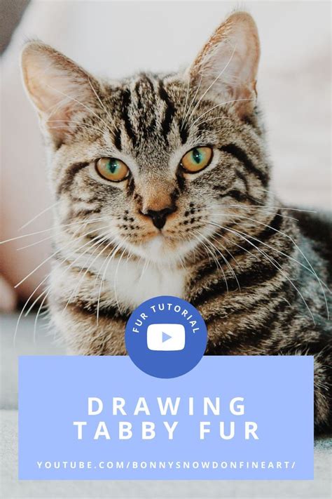 How To Draw Tabby Fur In Coloured Pencil Colored Pencil Artwork Cat