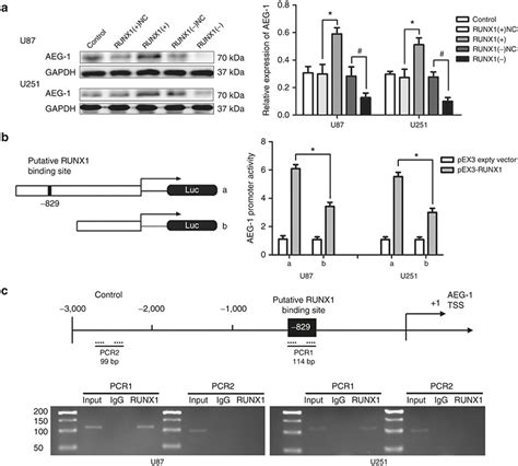 Runt Related Transcription Factor Runx Promoted The Expression Of