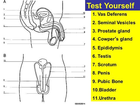 Male Reproductive System Labeling Quiz