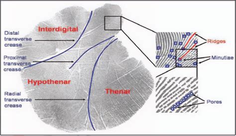 palm print identification in forensic sciences forenscope