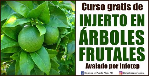 Curso gratis de Injerto en Árboles Frutales vía Infotep en Imbert