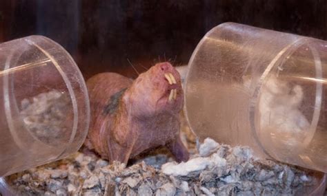 Pacific Science Center Life Sciences Naked Mole Rats Make News