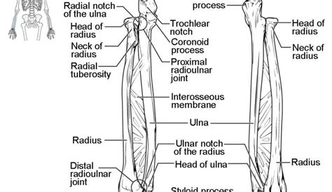 Radius Bone Anatomy Location Function Samarpan Physio