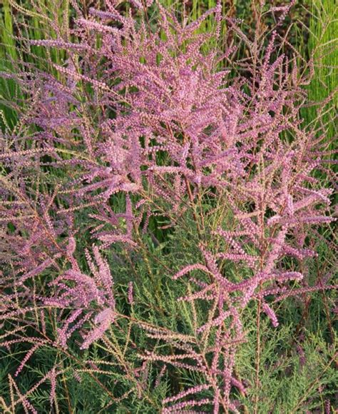TAMARIX ramosissima Pink Cascade Pépinières Ripoche Nantes