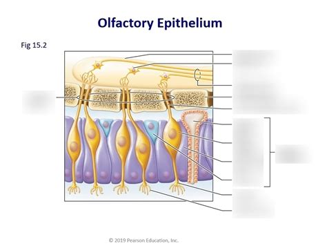 Olfactory Epithelium Diagram