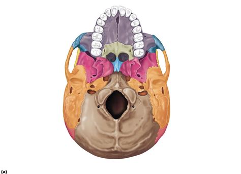 Inferior View Of The Skull Diagram Quizlet