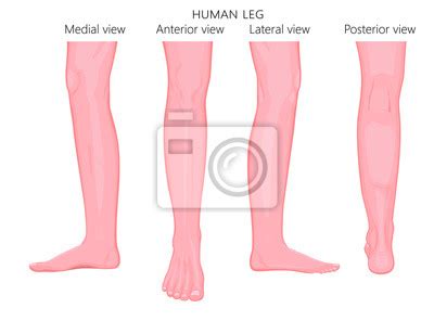 Posterior Frontal Anterior Back Views Of Naked Body Of A European