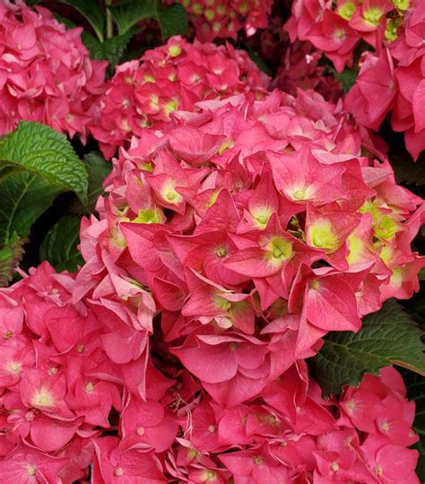 Hydrangea Mac Endless Summer Summer Crush Endless Summer Summer