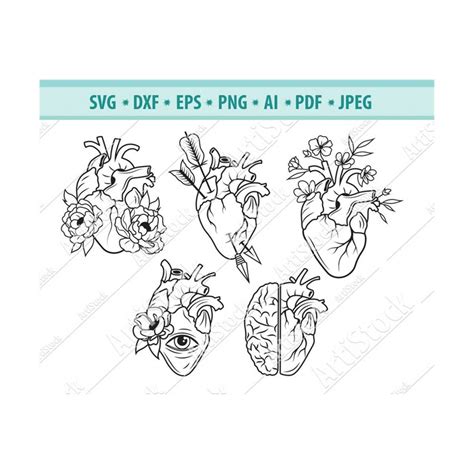 Heart Svg File Anatomical Heart Svg Human Heart Svg Anat Inspire