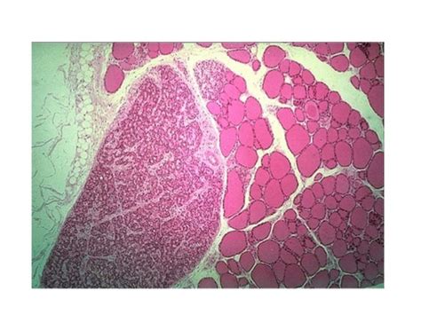Practical Histology Photos Flashcards Quizlet