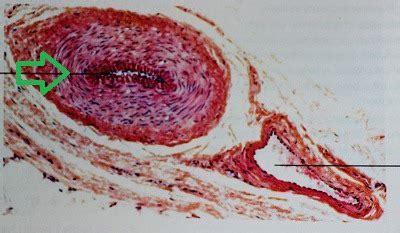 Histology Of Blood Vessels Flashcards Quizlet