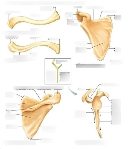 The Individual Bones Of The Pectoral Girdle Diagram Quizlet