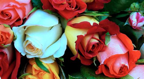 Schöne Rosen jigsaw puzzle in Blumen puzzles auf TheJigsawPuzzles