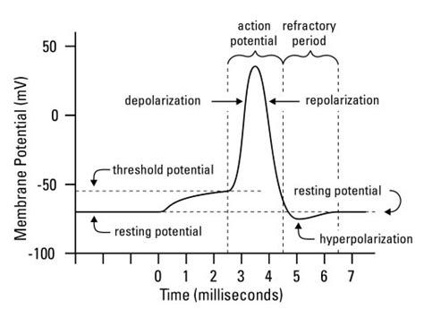 Bioelectric Potentials Resting Action Potentials Electricalvoice