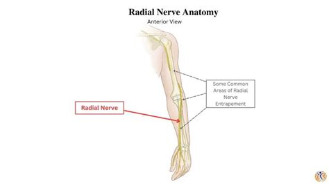 Radial Nerve Entrapment Ilyas Munshi M D