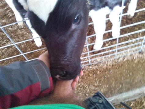 Calf Sucking Mans Bushwa Pics
