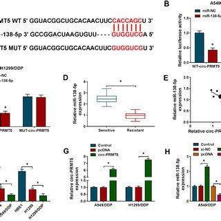 MiR 138 5p Was A Direct Target Of Circ PRMT5 A Binding Region Between