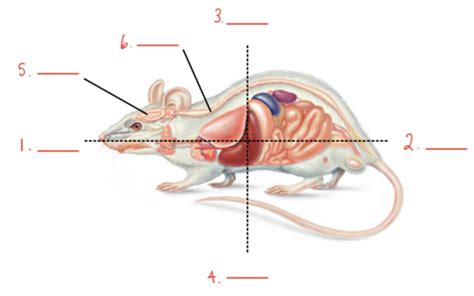Midterm Diagrams And Charts Flashcards Quizlet