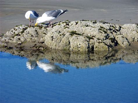 Kostenlose Foto Strand Meer K Ste Wasser Natur Rock Vogel