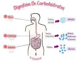 Digestión de Carbohidratos Flashcards