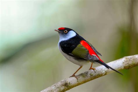 Os 50 pássaros mais bonitos do Brasil Turismo de Natureza