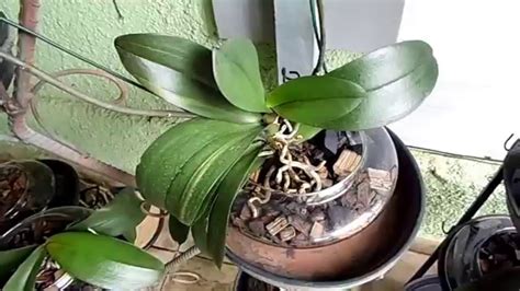 Orquídeas em vasos de vidro phalaenopsis YouTube