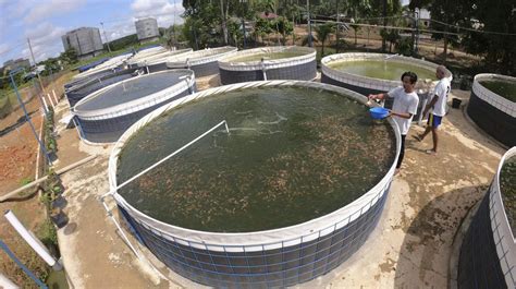 Budidaya Ikan Dengan Sistem Bioflok