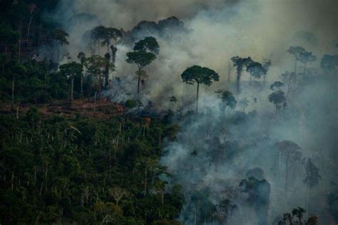 Desmatamento na Amazônia cresceu 56 6 no governo Bolsonaro diz Ipam