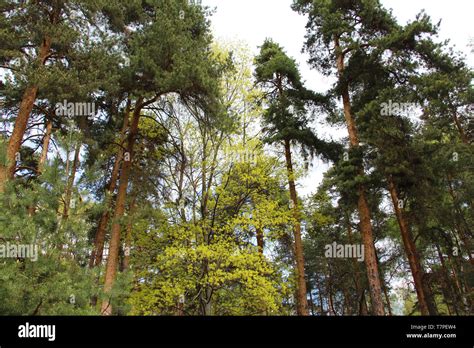 Deciduous And Coniferous Trees Hi Res Stock Photography And Images Alamy